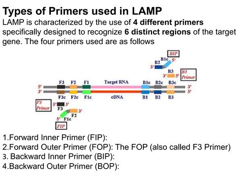 Loop Mediated Isothermal Amplification Pptx Chemistry Science