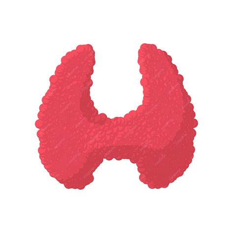 Premium Vector Thyroid Cartoon Icon On A White Background