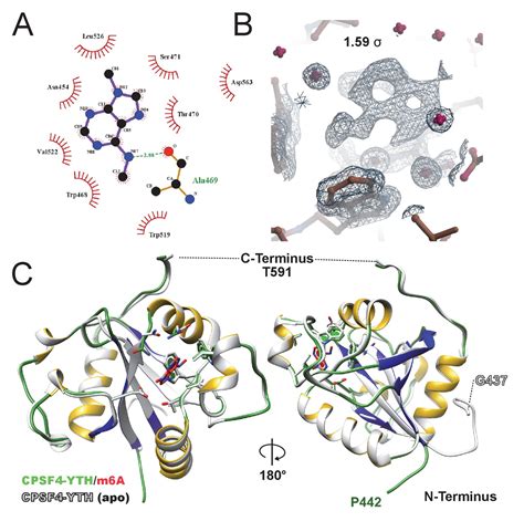 Figures And Data In A Plant Like Mechanism Coupling M A Reading To Polyadenylation Safeguards