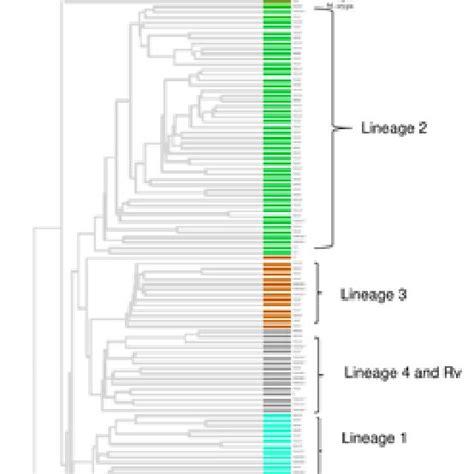 phylogenetic analysis upgma tree of 65 sequenced genomes using snp