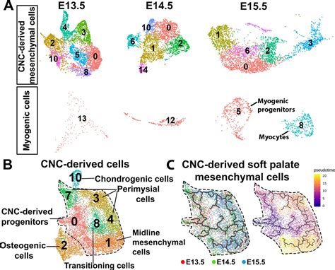 figures and data in runx2 twist1 interaction coordinates cranial neural