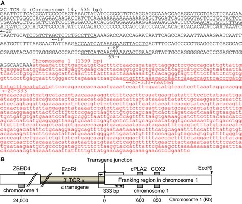 sequence analysis of the integration site of 2c tcr α construct a