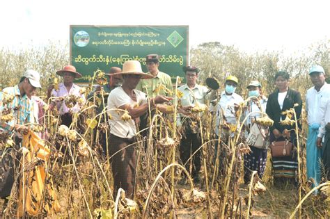 ညောင်တုန်းမြို့နယ်တွင် ဆီထွက်သီးနှံ နေကြာ စံကွက်ရိတ်သိမ်းပွဲကျင်းပ Information And Public