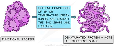 Protein Structure Ib Hl Biology Revision Notes