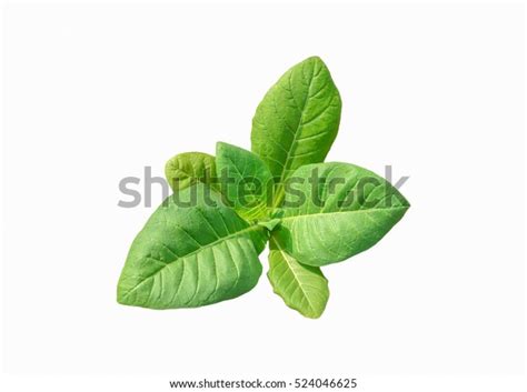Dicut Leaves Imagens Fotos E Ilustrações Stock Livres De Direitos