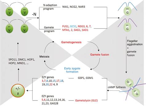 Synthetic Overview Of Gamete Formation Fusion And Meiosis In Download Scientific Diagram
