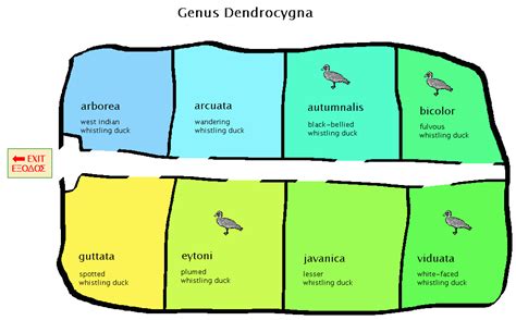 Dendrocygna