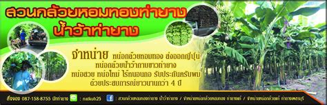 กล้ กล้วยหอมทอง เจ๊จุ๋ม รับซื้อ ขาย กล้วยทุกชนิด เพชรบุรี