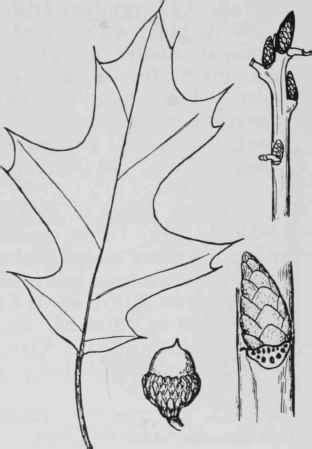 Quercus L Fagaceae Continued