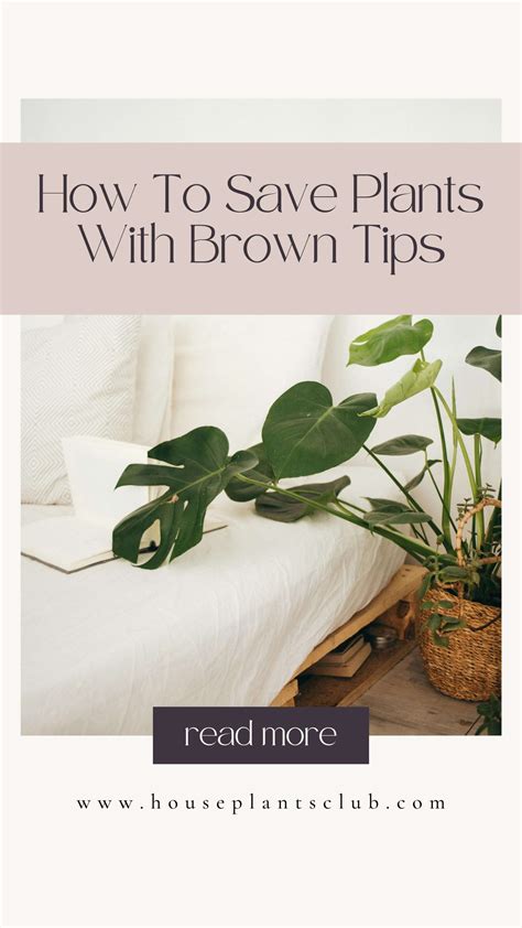 Plant S Leaf Tips Brown How To Save Them And Why They Appear Houseplants Club