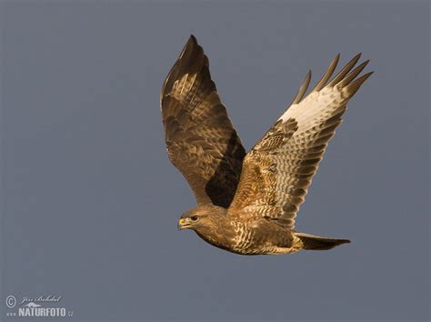 Common Buzzard Photos Common Buzzard Images Nature Wildlife Pictures