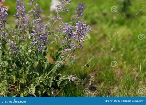 Bumblebee On Blue Flowers In Countryside Garden Bee Pollinating Catnip