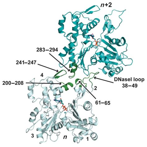 Cipsm Structural Biochemistry Of Nuclear Actin Related Proteins 4 And