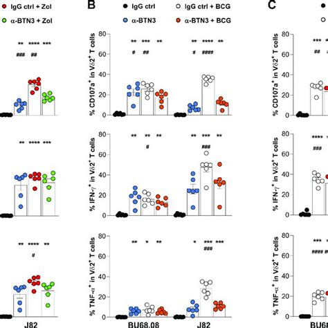Vδ2 T Cell Function Against Bca Cell Lines On Combinatorial Treatments Download Scientific