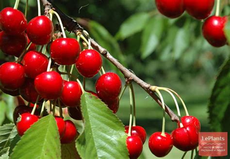 Вишня степная 'Желанная' — описание сорта, характеристики | на LePlants.ru