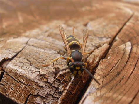 Wasp Insect Entomology Free Photo On Pixabay Pixabay