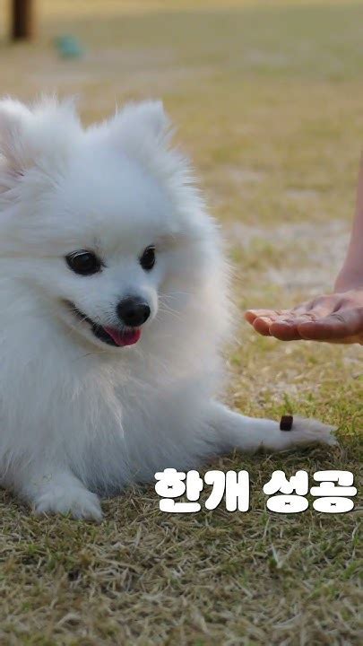 어떻게 강아지가 세모입 웃는게 이쁜 포메 크림이 만나고 왔습니다🐶 강아지 포메라니안 Youtube