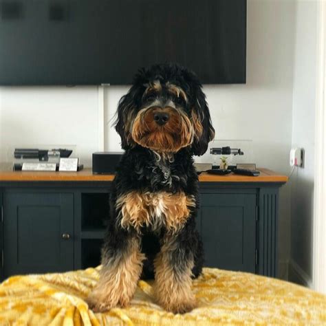 Cockapoo Colors How Many Adorable Variations Are There