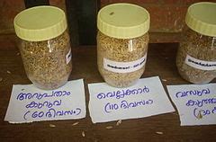Categorygmo And Regular Rice Of India Wikimedia Commons