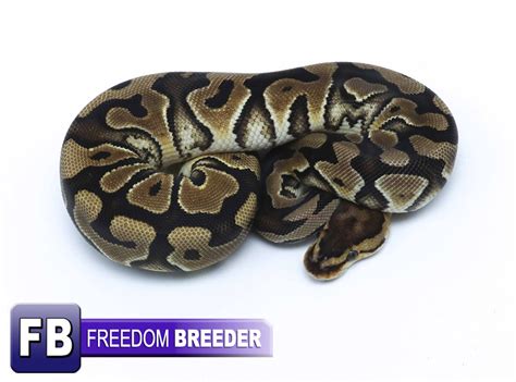 Cryptic Ball Python Traits Morphpedia