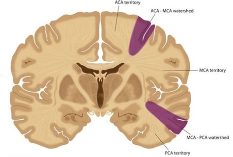 Learning Memory And Amnesia Flashcards Quizlet