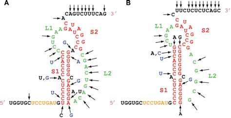 2d Representation Of Rna Pseudoknots—class I A Of Mouse Antizyme 1 Download Scientific