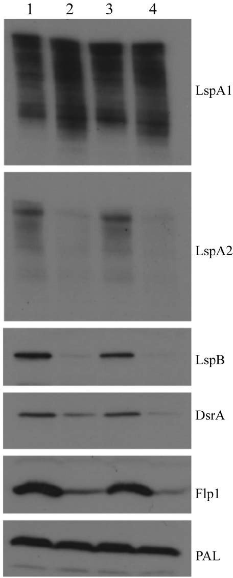 Inactivation Of The H Ducreyi Hfq Gene Has A Positive Effect On The
