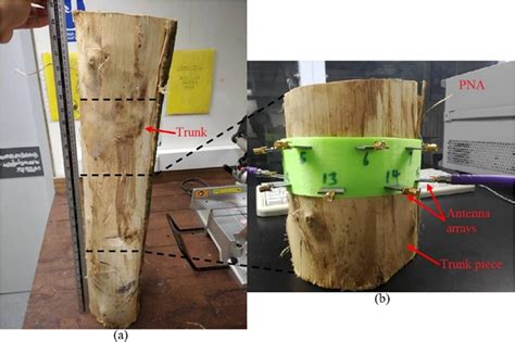 Health Control Of Tree Trunk Utilizing Microwave Imaging And Reverse Problem Algorithms Acs Omega