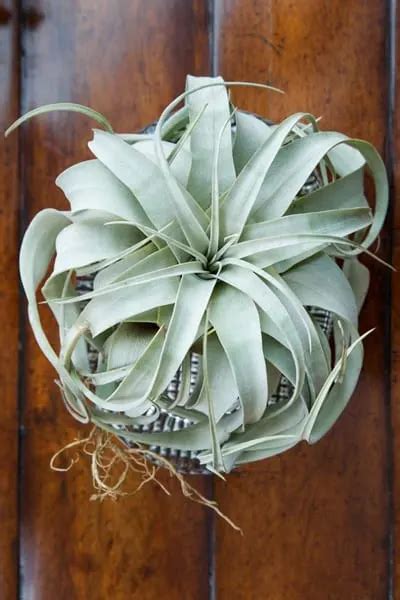 How To Grow Tillandsia Complete Care Guide