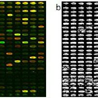 PDF Fuzzy Clustering Algorithms For CDNA Microarray Image Spots Segmentation