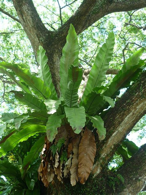 Types Of Fern Plants On Since Ferns Do Not Have Flowers And Seeds It Grows From Spores