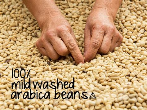 카페 드 콜롬비아 가장 많이 경작되고 유통되는 대표적인 커피 두 종류는 아라비카와 로부스타