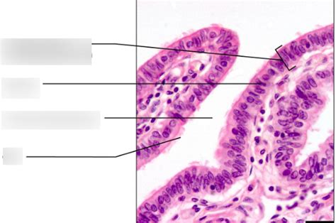 Ciliated Simple Columnar Epithelium Diagram Quizlet