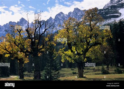 Maple Trees In Autumn Snow Covered Peaks Of Laliderer Spitze And