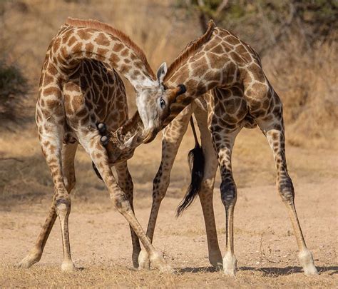 Giraffes Mating