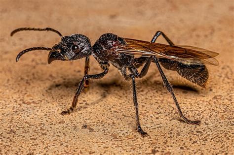 Premium Photo Adult Bullet Ant Queen