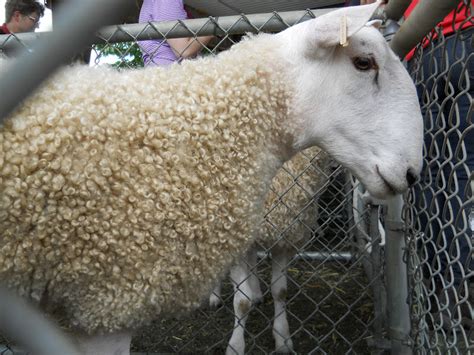 A Quick Succession Of Busy Nothings Maryland Sheep Wool Festival