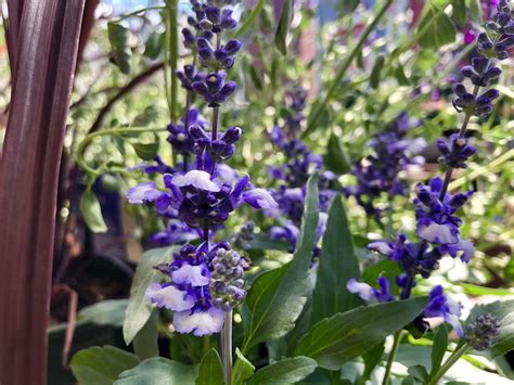 Salivating For Salvias — Sunnyside Nursery