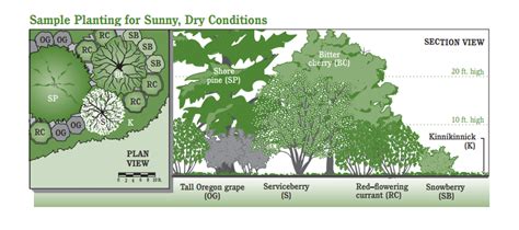 Planting Plans A Babe Structure Goes A Long Way Green Seattle Partnership