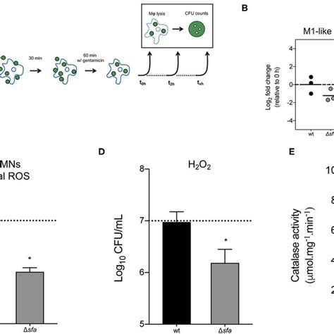 S Epidermidis Has A Single Siderophore Biosynthetic Locus Sfaabcd Download Scientific