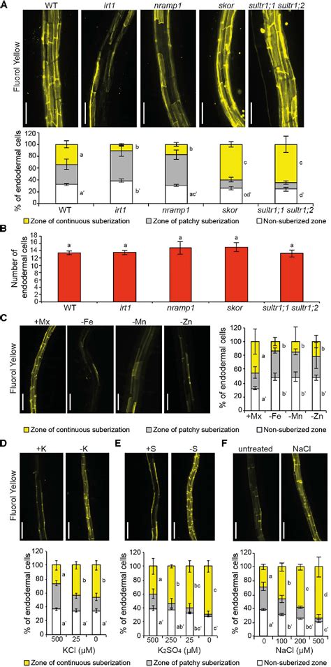 Figure 1 From Adaptation Of Root Function By Nutrient Induced Plasticity Of Endodermal