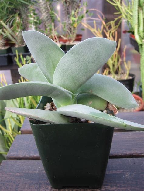 Crassula Falcata Cacti And Succulents Planting Succulents Plants