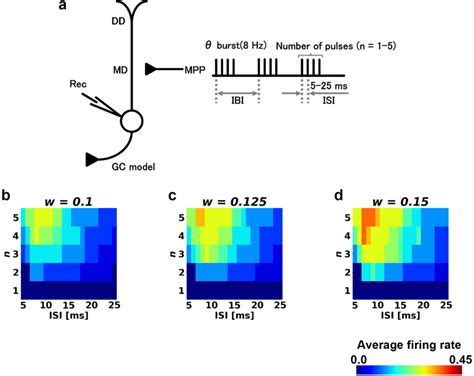 Responses Of Gcs To θ Burst Inputs Applied To Mds A Regular Burst