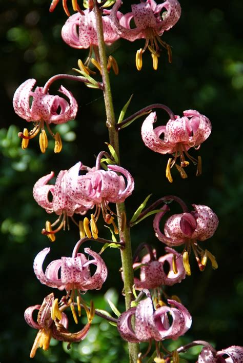 Lilium martagon | Wild flowers of Europe by Anita Beijer