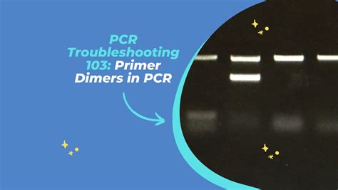 Dimers In Pcr Archives Genetic Education