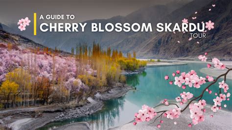 Skardu Cherry Blossom Tour 2025 A Complete Travel Guide