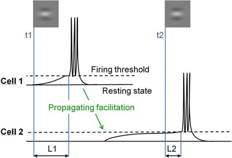 Illustration Of The Hypothesis Responses Of Two Orientation Selective