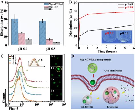a dissolution percentages of mg acp paa ha and tcp nanoparticles in