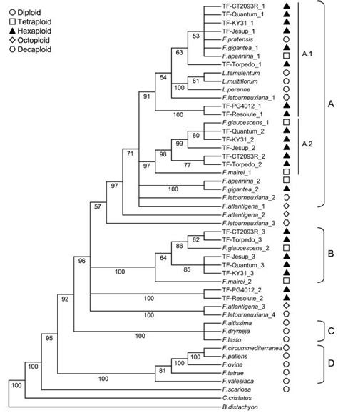 Strict Consensus Tree Obtained From Sequence Analysis Of The Nuclear