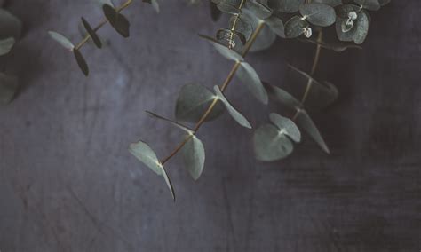cropped annie spratt 533330 unsplash collegiate abbey
